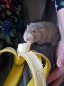 Rat Diet 101: Guide to Rat Nutrition - ratcare101.com