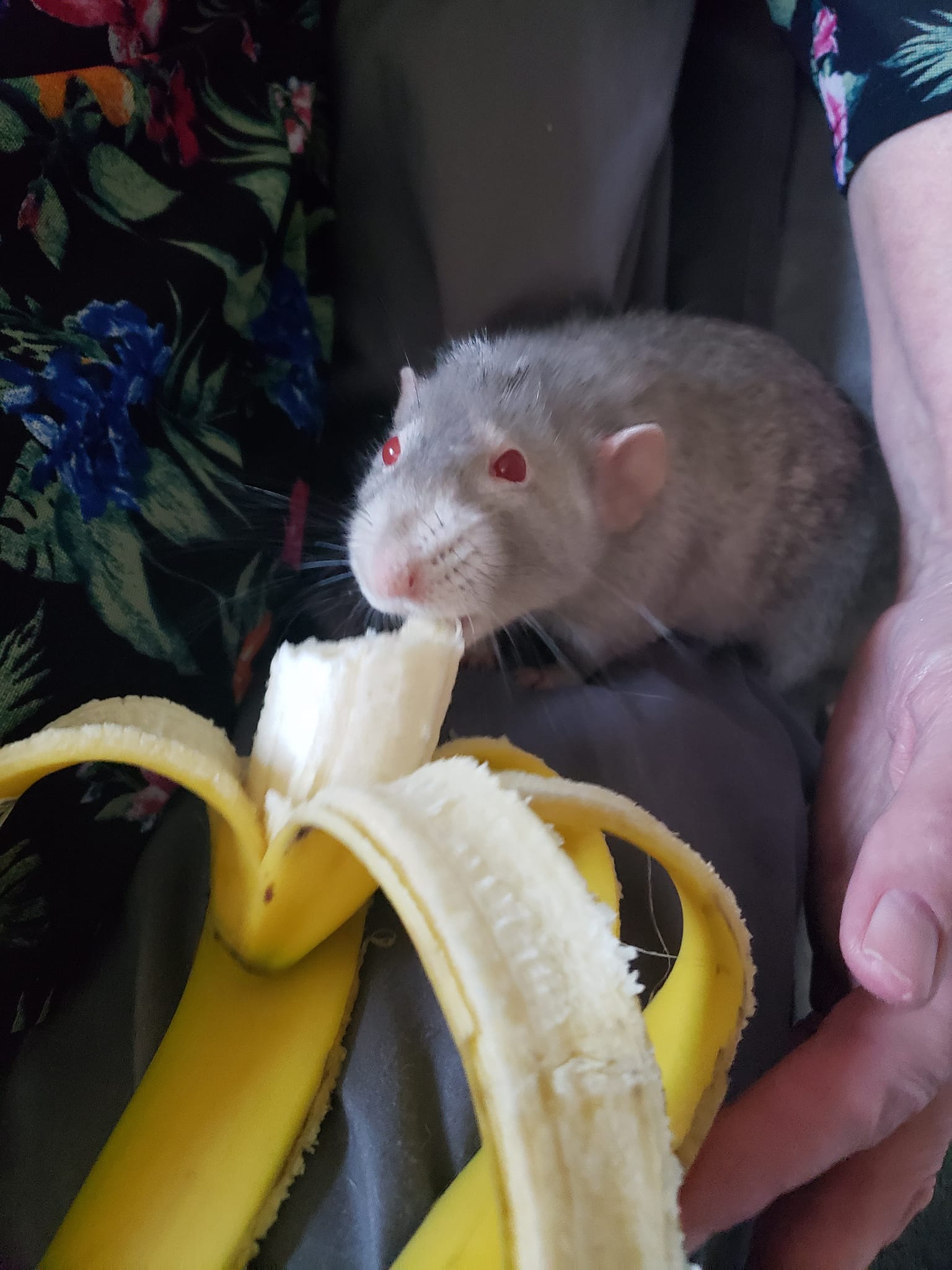 Rat Diet 101: Guide to Rat Nutrition - ratcare101.com